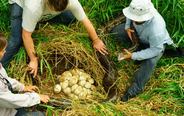 Snakes On A Plain: Invasive Species and How We Handle Them | Cornell ...