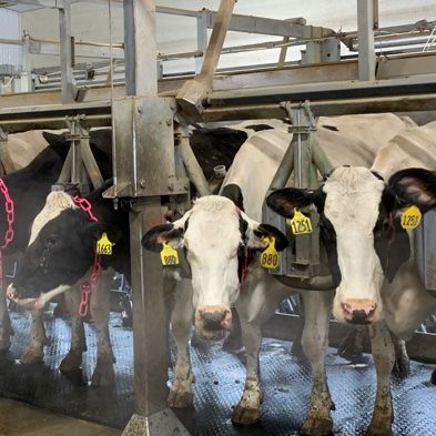 RuFaS (Ruminant Farm Systems) Dairy Model (IIF Momentum Funding ...