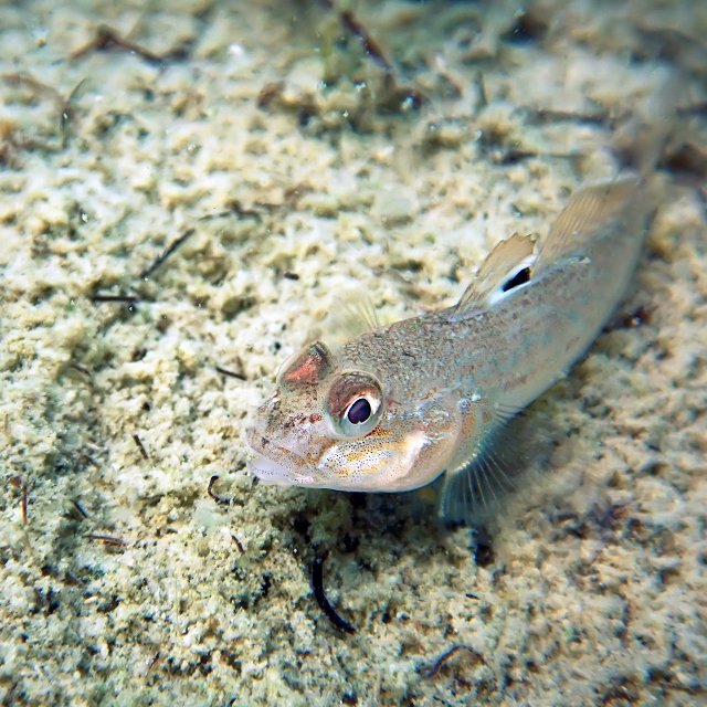 DNA Breakthrough Detects Genetic Diversity of Invasive Fish | Cornell ...